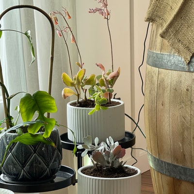 Ric Rac Cactus, Zig Zag Cactus, 2 Inch Bare Root Plant, Rare Fishbone ...