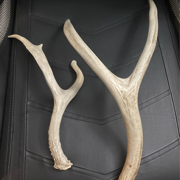 Natural Mule Deer Antlers. FRESH Finds, ANY SIZE. Crafting. Decor ...