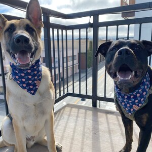 Concha Dog Squeaky Toy Concha Toy Mexican Sweet Bread Toy | Etsy