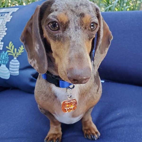 Crystal Heart Dog Collar Charm | Pet Collar Add on | Crystal Keyring ...