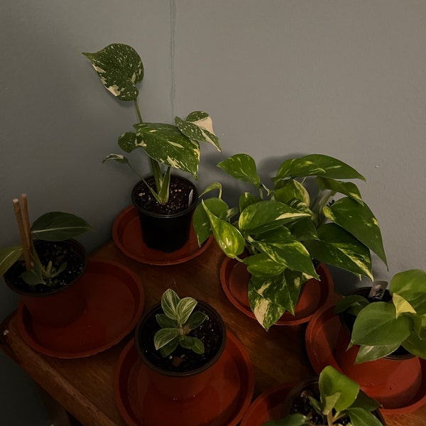 Philodendron Birkin Galaxy Starter Plant (ALL STARTER PLANTS Require ...