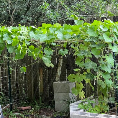 Bharta Baingan Seeds From Punjab India - Etsy