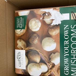 Rose 'fantastic at 60' Happy Birthday Rose Gift Wrapped With Huge Bow ...