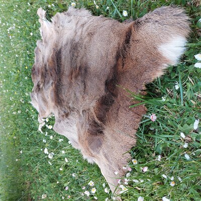 Giant Horse Skin Hide Real Natural Area Rug Living Room - Etsy