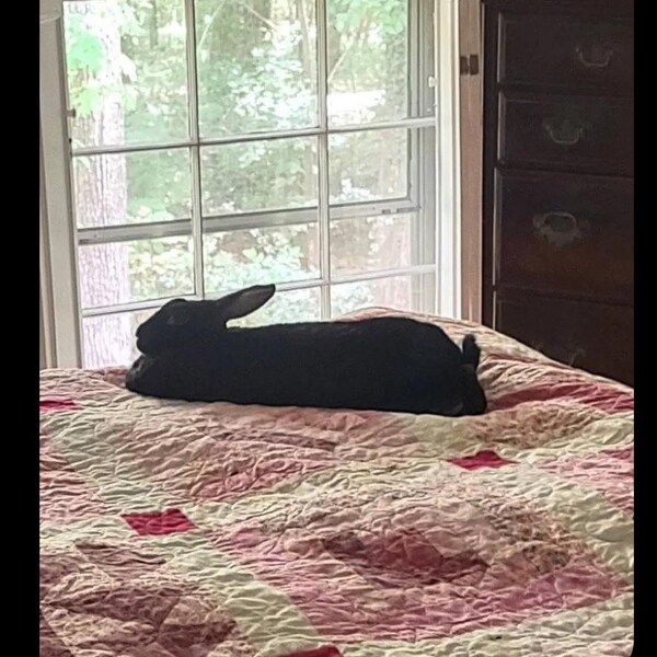 Antique Vintage Style Cast Iron Rabbit Door Stop Rabbit Bookend Rabbit ...