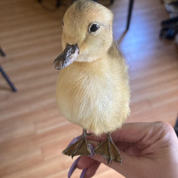 Real Little Yellow Duck Specimen Collectibles Study, Special Gifts Kids ...