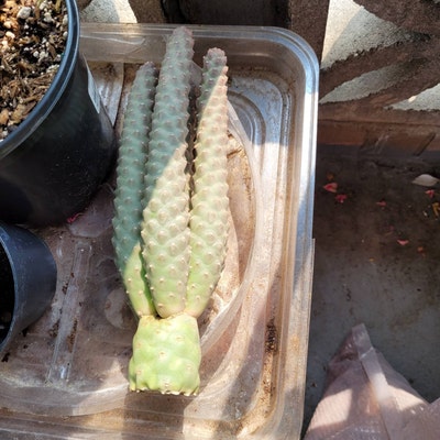 Pachycereus Pecten-aboriginum Indian Comb Cactus - Etsy