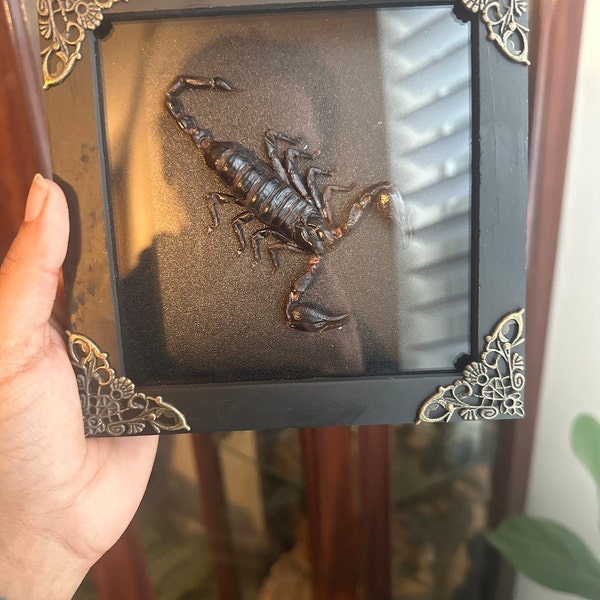 Scorpion Frame Taxedermy Black Wall Decor Gothic Artwork, Preserve ...