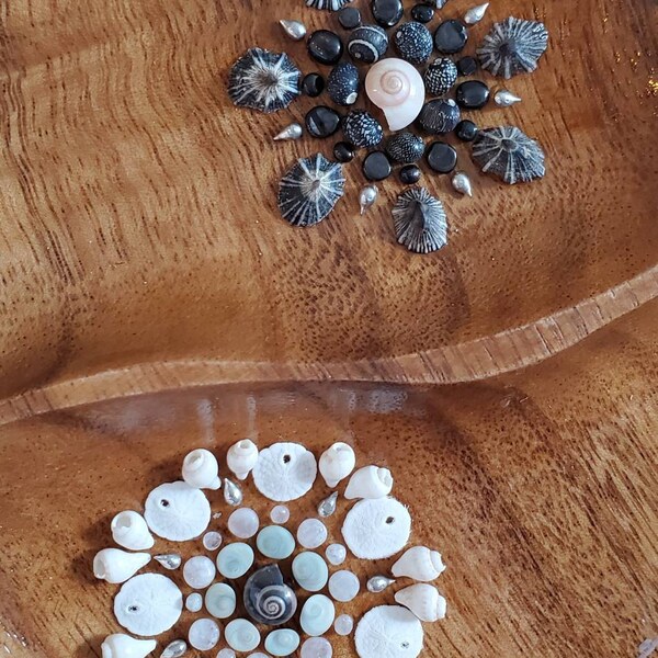 Hawaii Black Opihi Limpet Sea Shell Pack of 50 Assorted Size Limpets - Etsy