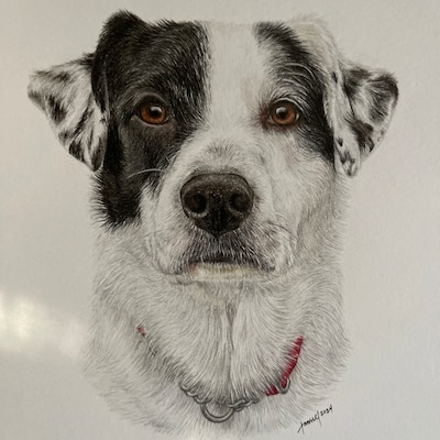 Custom Colored Pencil Hand Drawing Pet Portrait Commissioned - Etsy