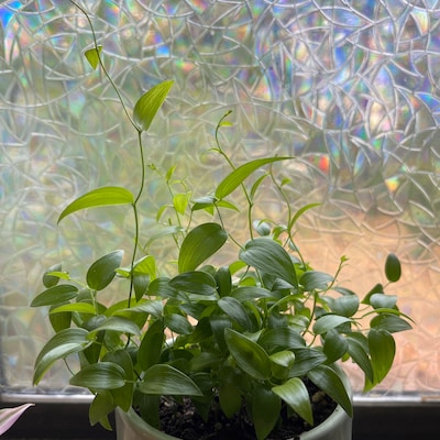 Ficus Altissima lofty Fig or 'council Tree' Seeds exotic Tropical ...