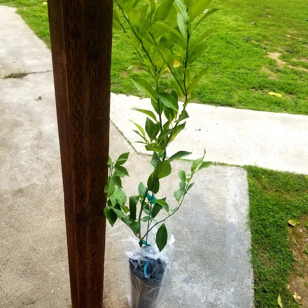 Australian Red Pulp Finger Lime Tree Please Read Description* - Etsy