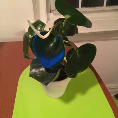 Peperomia Polybotrya Peperomia Raindrop Live Plant Rare - Etsy