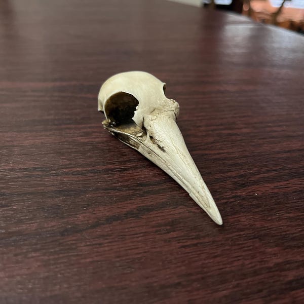 Raven Skull Replica Catalyst Studios Exclusive for Display Costume ...