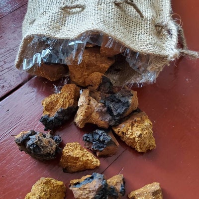 Chaga Mushroom Chunks 1lb Wild-foraged Naturally Dried Maine Chaga ...