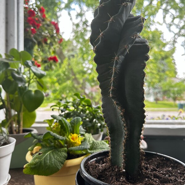 Tall Spiral Cactus, Cereus Forbesii Spiralis Twisted Cactus - Etsy