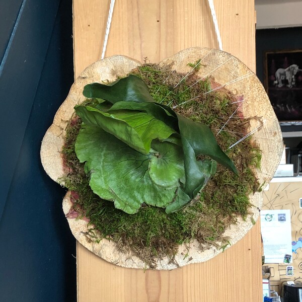 Set of 2 Finished Live Edge Round Wood Crosscut Centerpieces Red Cedar ...