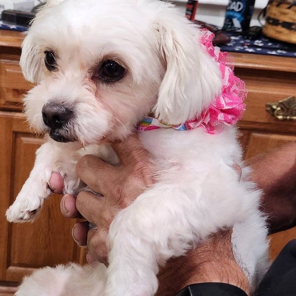 Dog Ruffle Collar, Budding Blooms Dog Scrunchie Collar With Pink ...