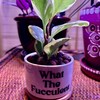 Emotional Support Plant (DO NOT PET) | Funny Planter | Emotional ...