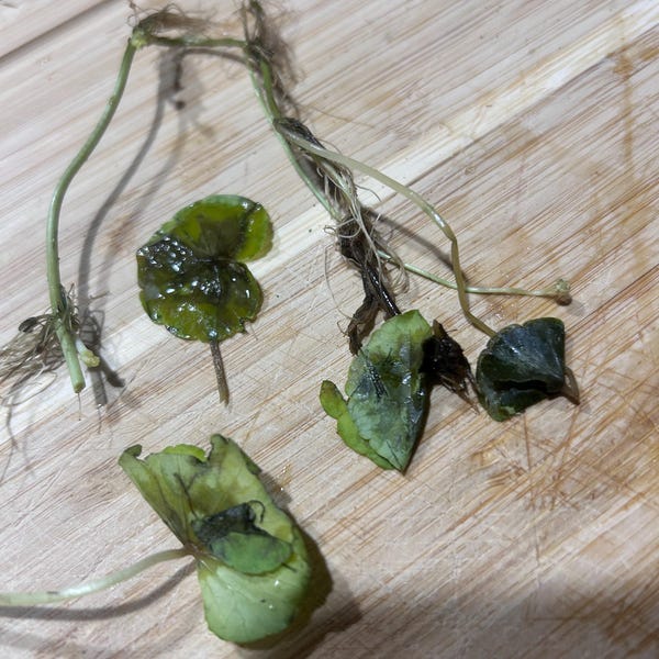 BUY2GET1FREE Java Moss, Bogor Moss Aquarium Plant | Easy Aquarium Plant ...