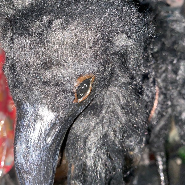 Raven, Black Raven, Crow, Halloween, Raven With Beard, Pose Able, Goth ...