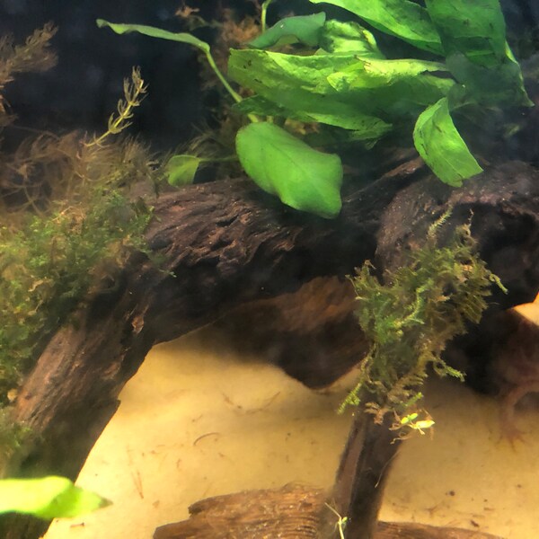 BUY2GET1FREE Java Moss, Bogor Moss Aquarium Plant | Easy Aquarium Plant ...