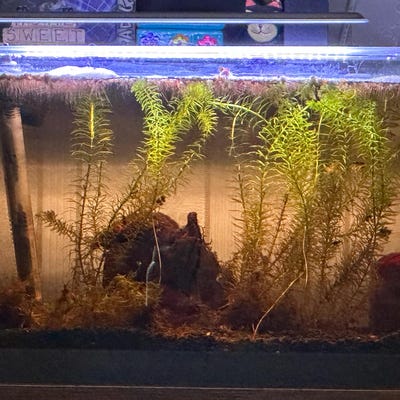 BUY2GET1FREE Java Moss, Bogor Moss Aquarium Plant Easy Aquarium Plant ...