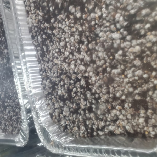 Dinosoil Substrate- Unique Prehistoric Mushroom Growing Substrate ...