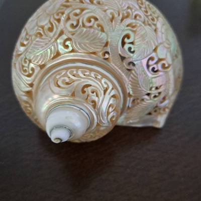 Carved Pearl Nautilus Shell Dragon Carving,real and Natural Nautilus ...