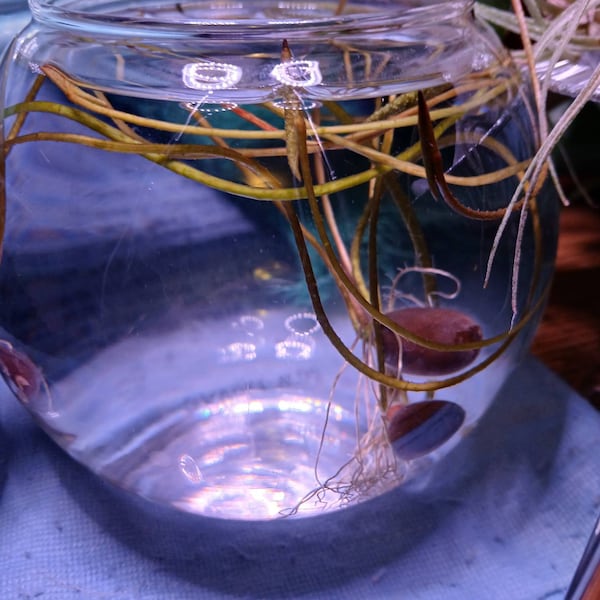 Heirloom 'huang Pi Qiu' Yellow Skin Red Watermelon -20PCS Seeds - Etsy