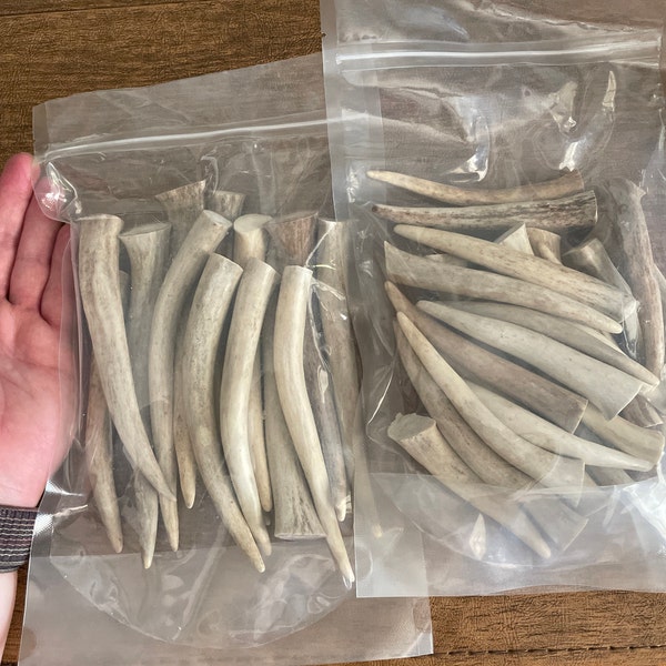 12 Pack - Extra Large Deer Antler Crafting Tips, Tines, Points - Grade ...