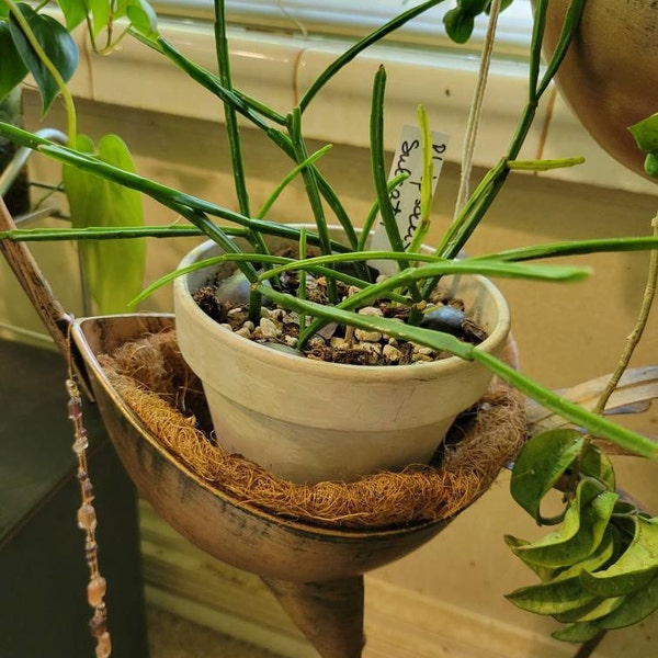 Rhipsalis Bacifera Ssp. Mauritiana ferrari 4 Unrooted Cuttings - Etsy