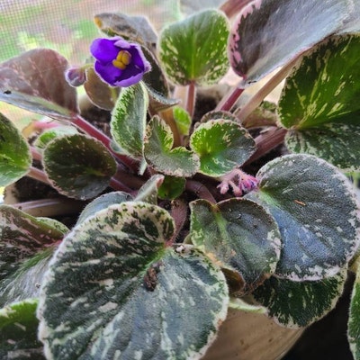 Scindapsus Pictus exotica Aka Pothos Satin 4 - Etsy