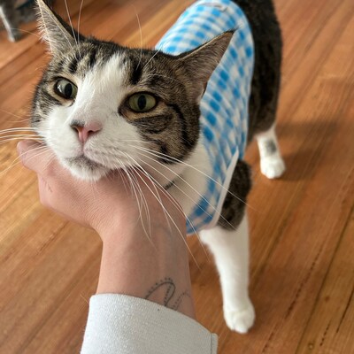 Stunning Cat Lovers Pink Gift Box Hamper Gift Box for Cat Lover Cat ...