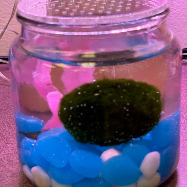 Deluxe Isopod Starter Kit Isopod Terrarium Kit for Isopods With Isopod ...