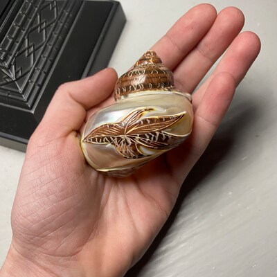 Dove Shells Dotted Tiny Shells 3/8 1/2 Inch 1/4 Cup - Etsy