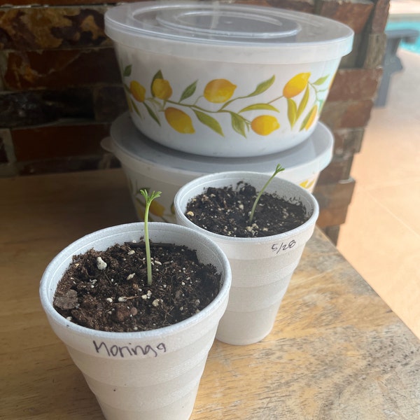 Moringa Oleifera Seeds Drumstick Seeds Malunggay Seeds Miracle Tree ...