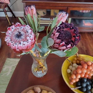 ASSORTED FRESH PROTEA Flower - Etsy
