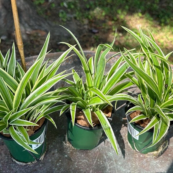 Tradescantia Bridal Vail ~ Tiny White Flowers ~ Easy Houseplant ~ Rare ...