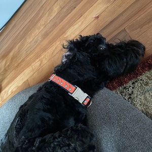 Banjo Dog Collar, Harness or Leash With Personalized Engraved Buckle ...