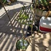 Donnie Avocado Tree , Grafted in 3 Gallon Pot, No Ship to HI - Etsy