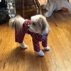 Dog Pajamas Sewing Pattern PDF Download | Large Dog 3 Pack | Large Dog ...