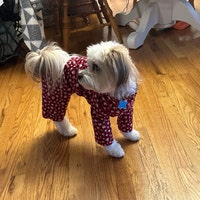 Dog Pajamas Sewing Pattern PDF Download | Size XXL | Large Dog Breed ...