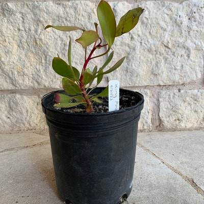 ONE Protea Brenda Live Rooted 1gal Potted Plant - Etsy