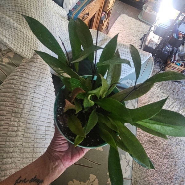 Hoya Krohniana Super Splash in 6pot-w/many Active Peduncles-longest ...