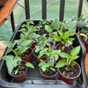Voyage 2 Lavender (F1) Lisianthus Seeds // Pelleted, Non-gmo, Eustoma ...