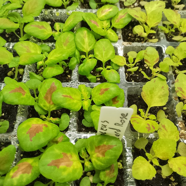 50 Coleus Wizard Rose Garden Seeds*houseplants*indoor/outdoor Flowers ...