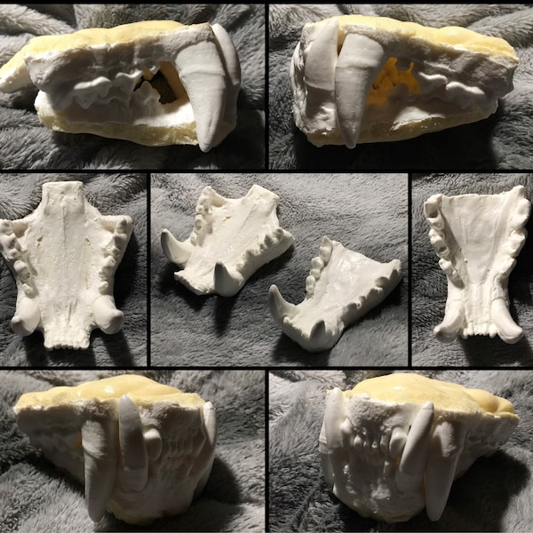 Huge Jaguar Jaws Teeth Replica - Etsy