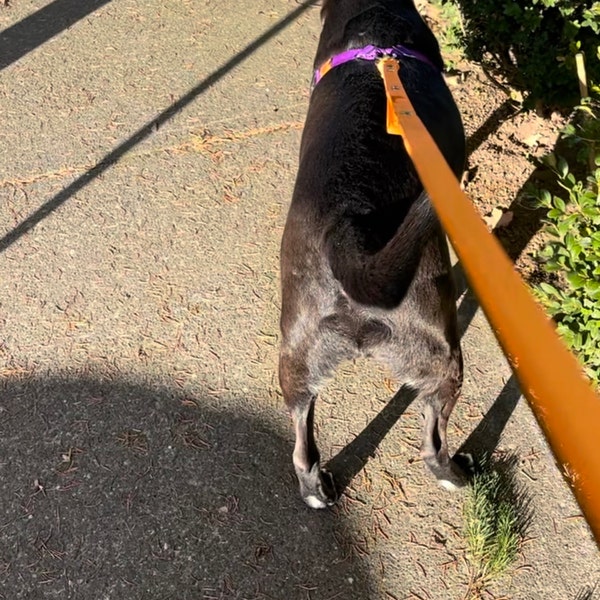 Trailblazer Customizable Braided Biothane® Dog Leash, Dog Lead ...