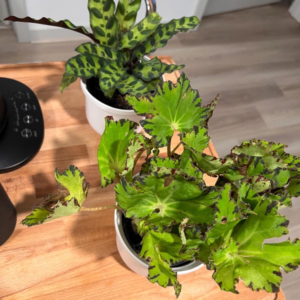 Begonia River Nile 4pot ALL PLANTS Require You to Purchase 2 Plants - Etsy